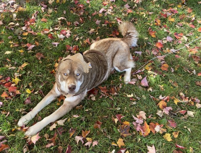 Spooky Pets - Grand Central Magazine | Your Campus. Your Story.